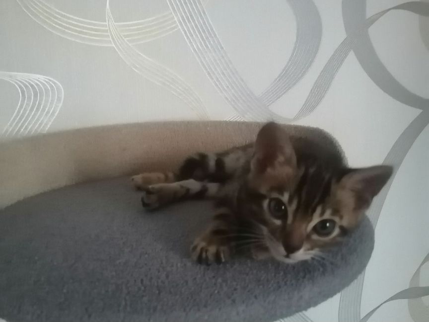 Бенгальские котята