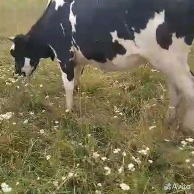 Телка стельная голштинка