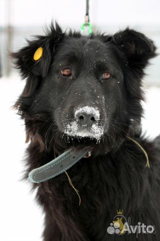 Джек (третий) в добрые руки