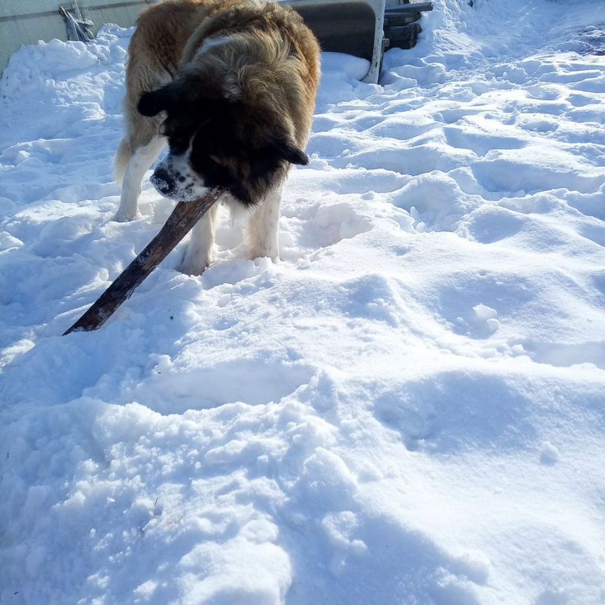 Случка собак