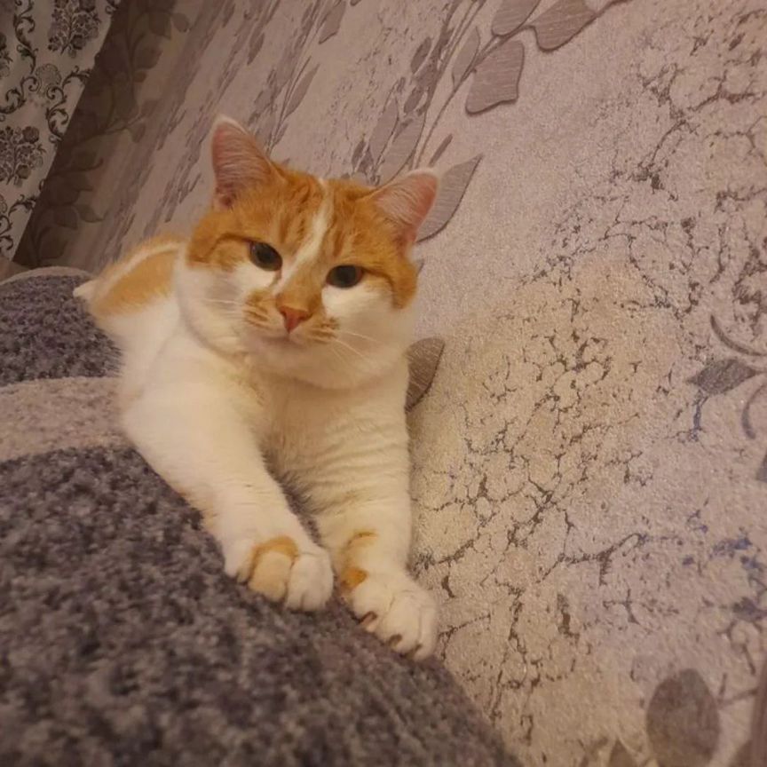 Взрослый кот в добрые руки