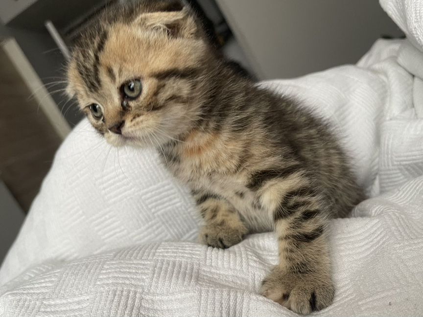 Шотландская вислоухая девочка