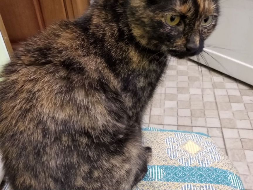 Кошка в дар бесплатно