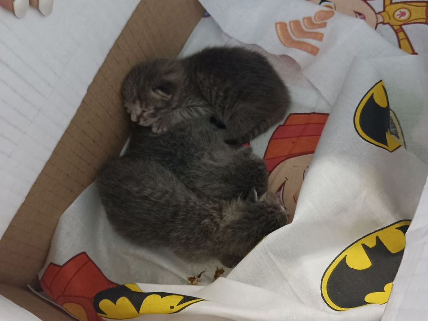 Котята в добрые руки меньше месяца