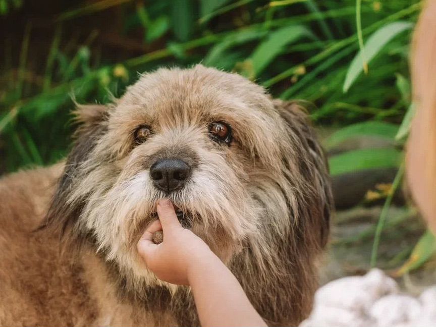 Маленькая собачка в добрые руки