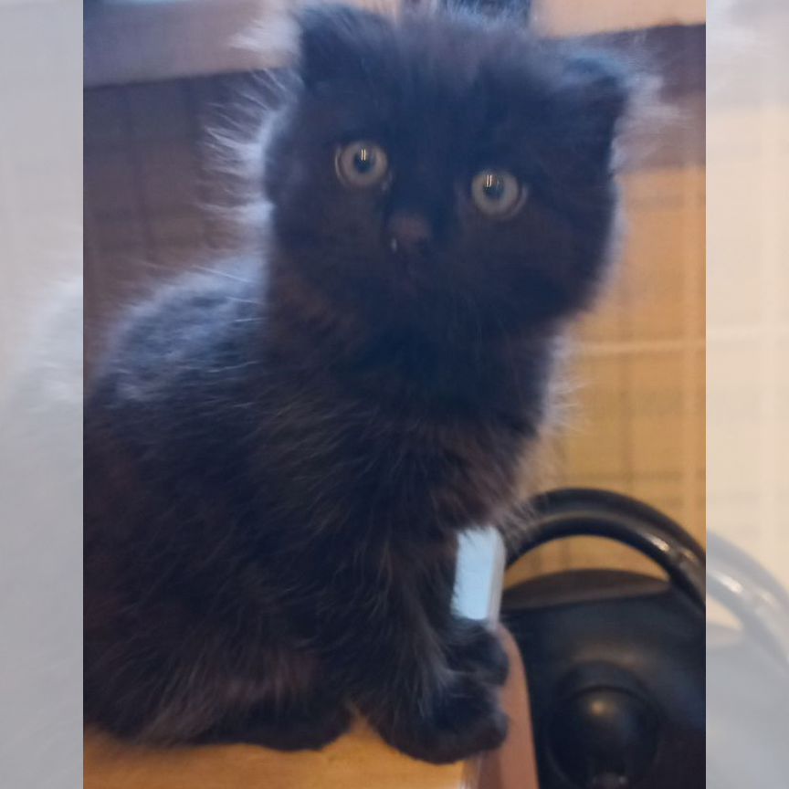 Шотландский вислоухий короткошёрстный котёнок
