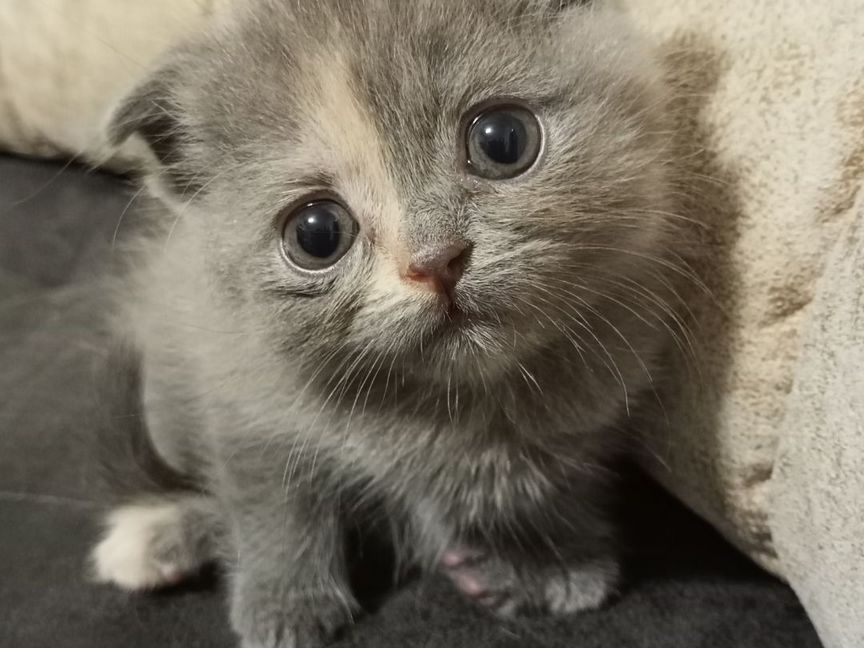 Кошка