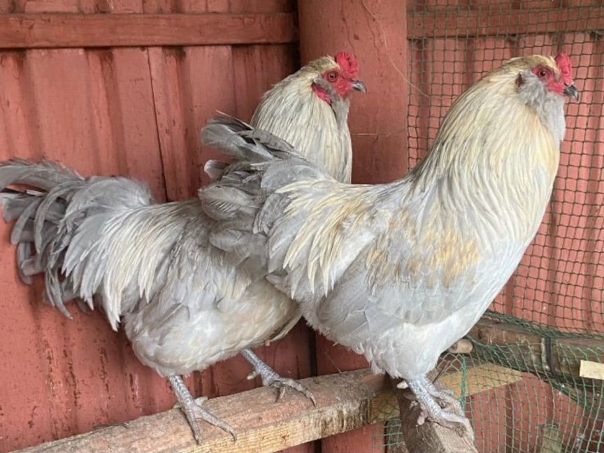 Петушки Амераукана, Маран белый, Лакеданзи