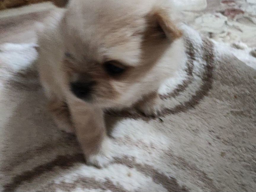 Немецкий шпиц