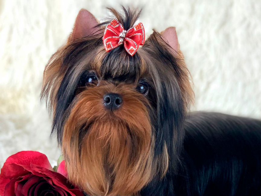 Йоркширский терьер девочка