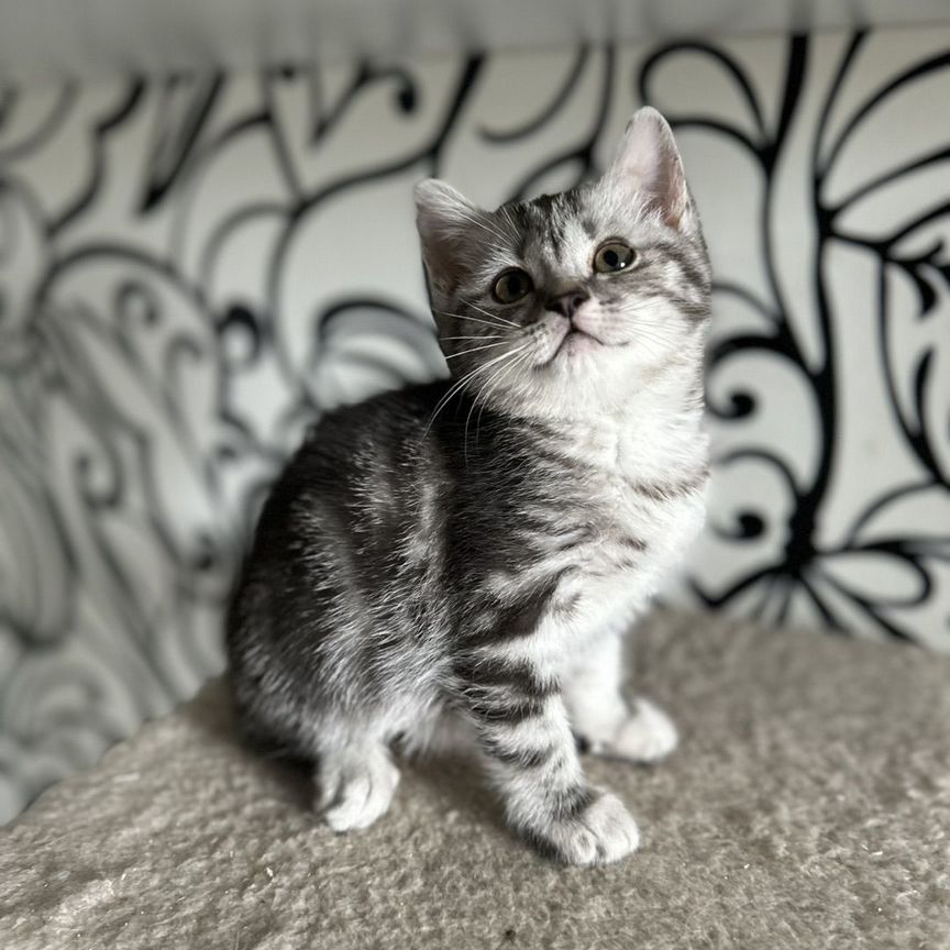 Британские котята
