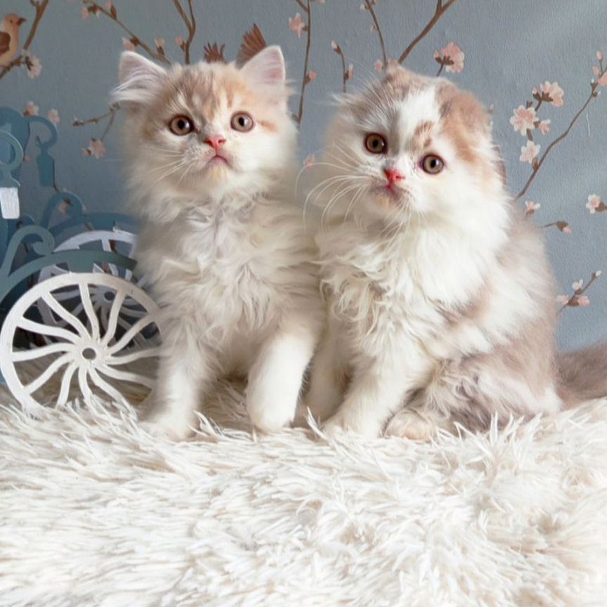 Шотландский вислоухий длинношёрстный котёнок