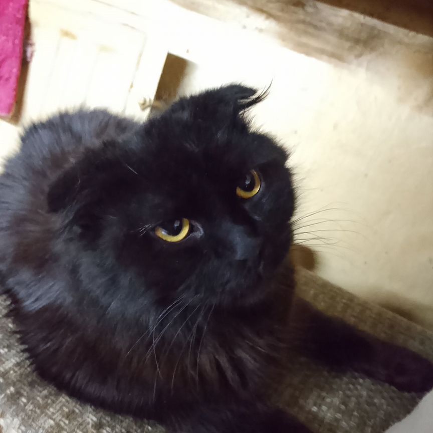 Шотландский вислоухий длинношёрстный котёнок