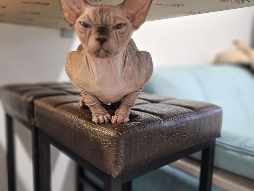 Канадский сфинкс