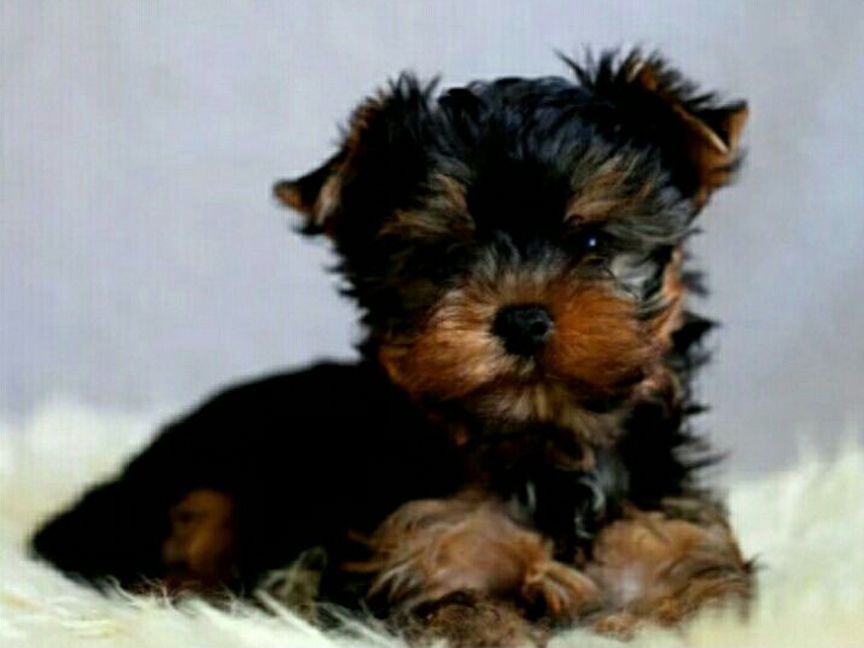 Щенки Йорка девочки мини и супер мини