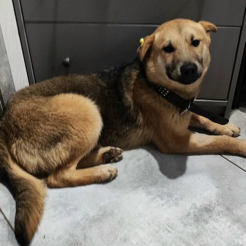 Взрослый пёс в добрые руки