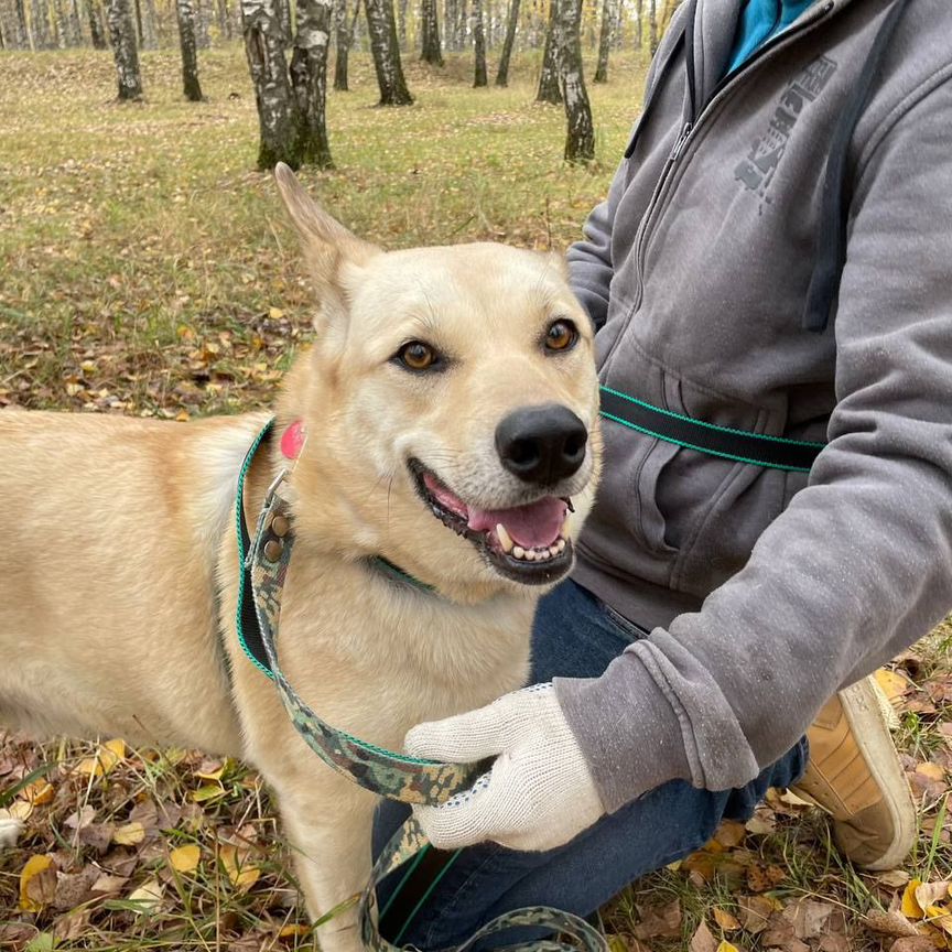 Собака из приюта ищет дом