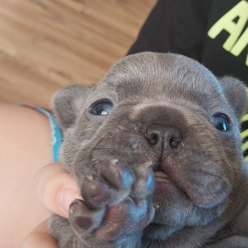 Французята