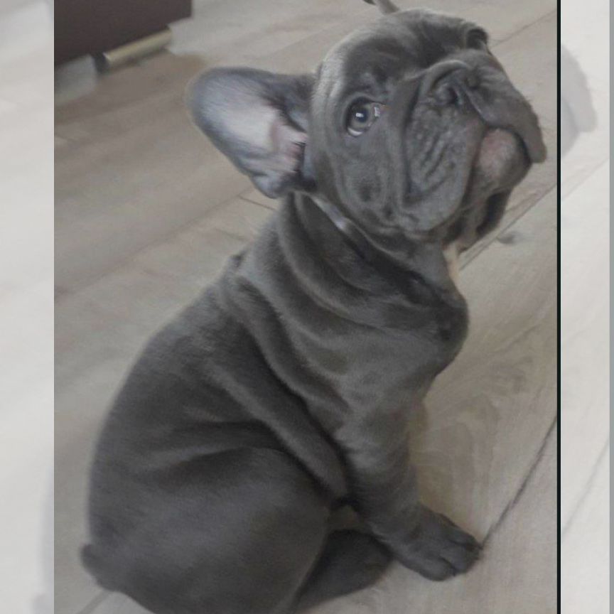 Французский бульдог, щенок