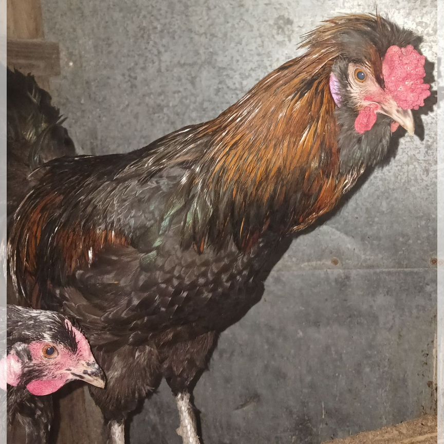 Продам молодых петушков