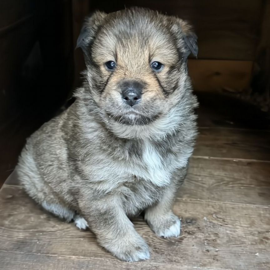 Щенок в добрые руки