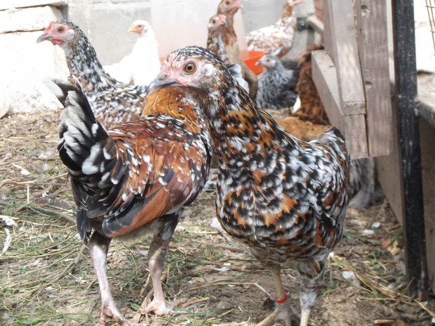 Подростки бентамки