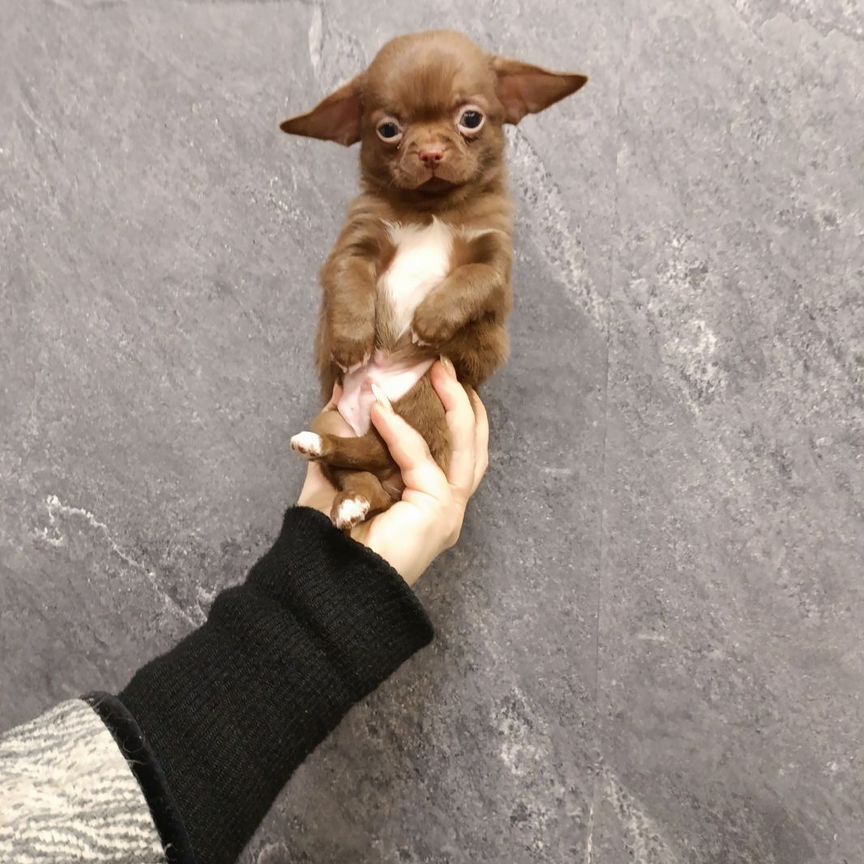 Чихуахуа, щенок