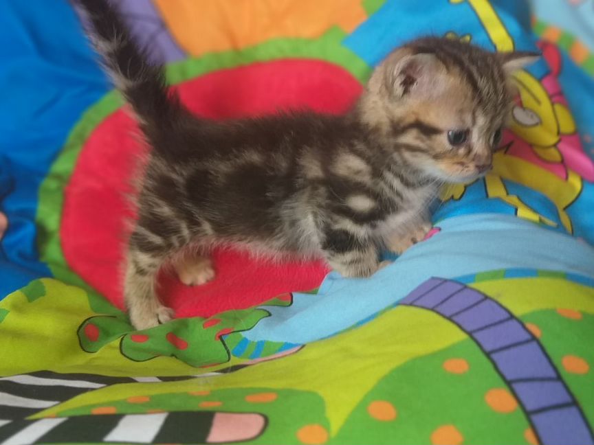 Котята манчкин