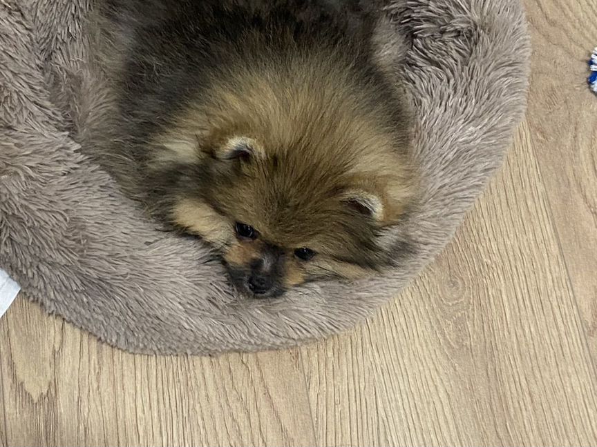 Померанский малый шпиц