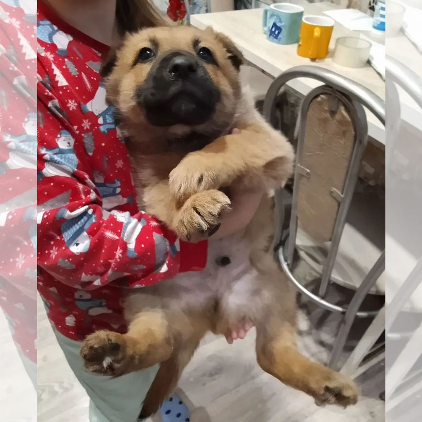 Щенок в добрые руки