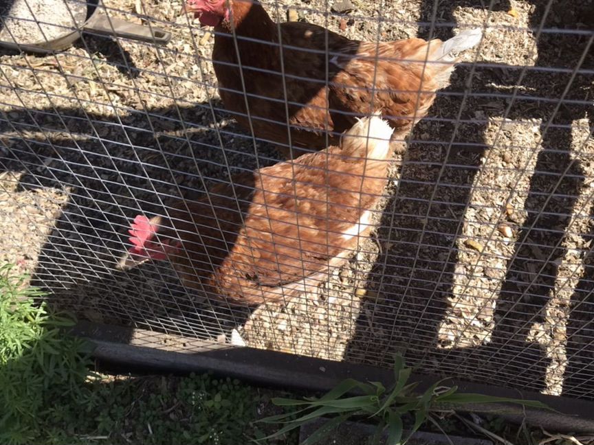 Отдам кур несушек 3 х летних