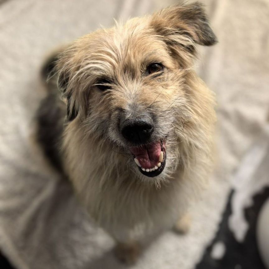 Взрослый пёс в добрые руки