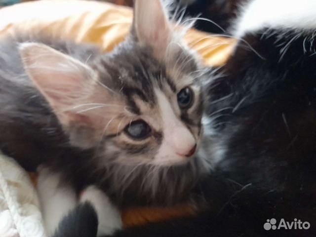 Котёнок Альф в добрые руки