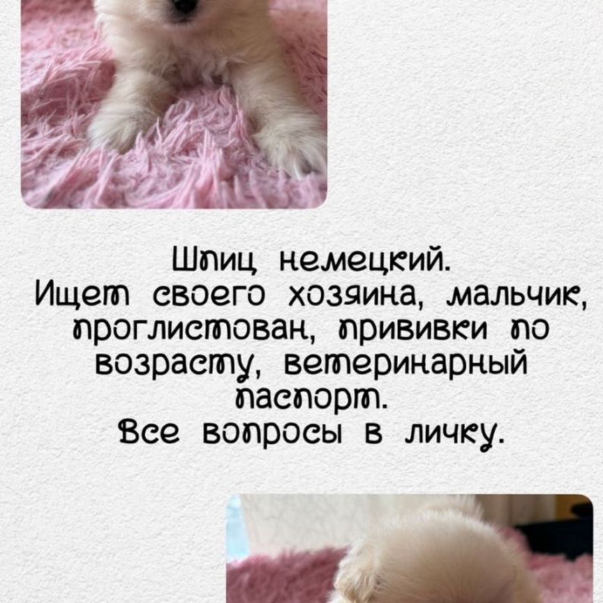 Немецкий шпиц, щенок