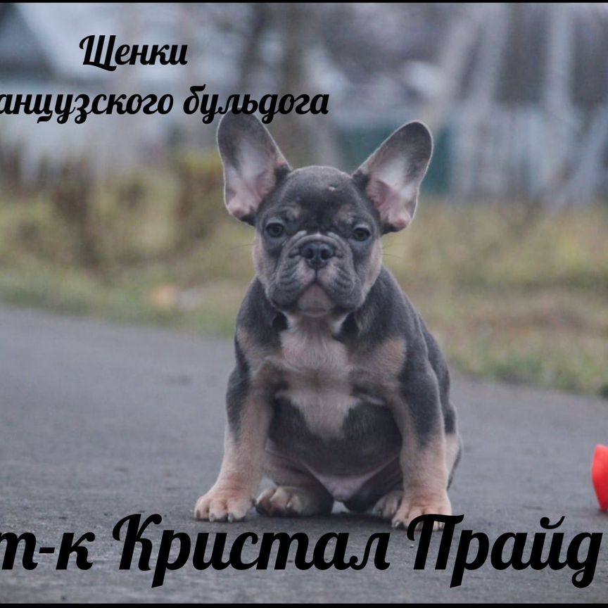 Французский бульдог, щенок