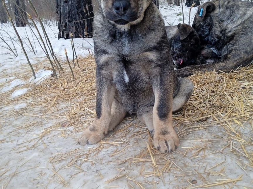 Щенок алабая