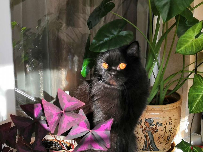Шотландская кошка