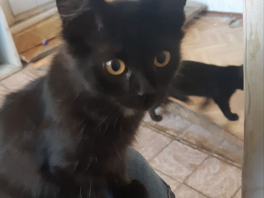 Кошки в добрые руки