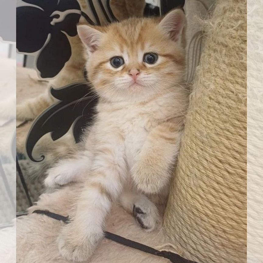 Британский короткошёрстный котёнок