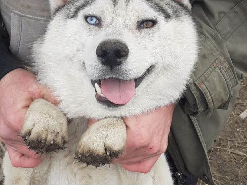 Щенок сибирской хаски