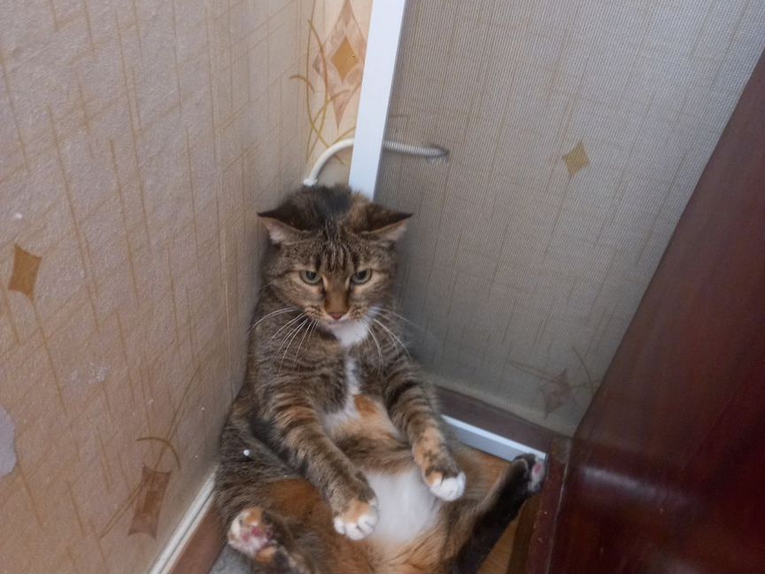 Кошечка на вязку