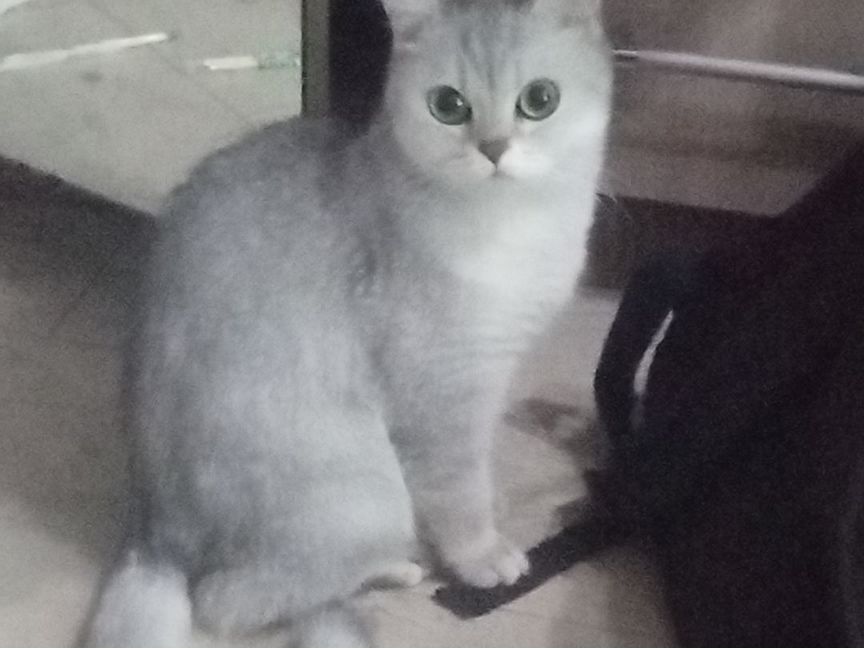 Шотландская кошка