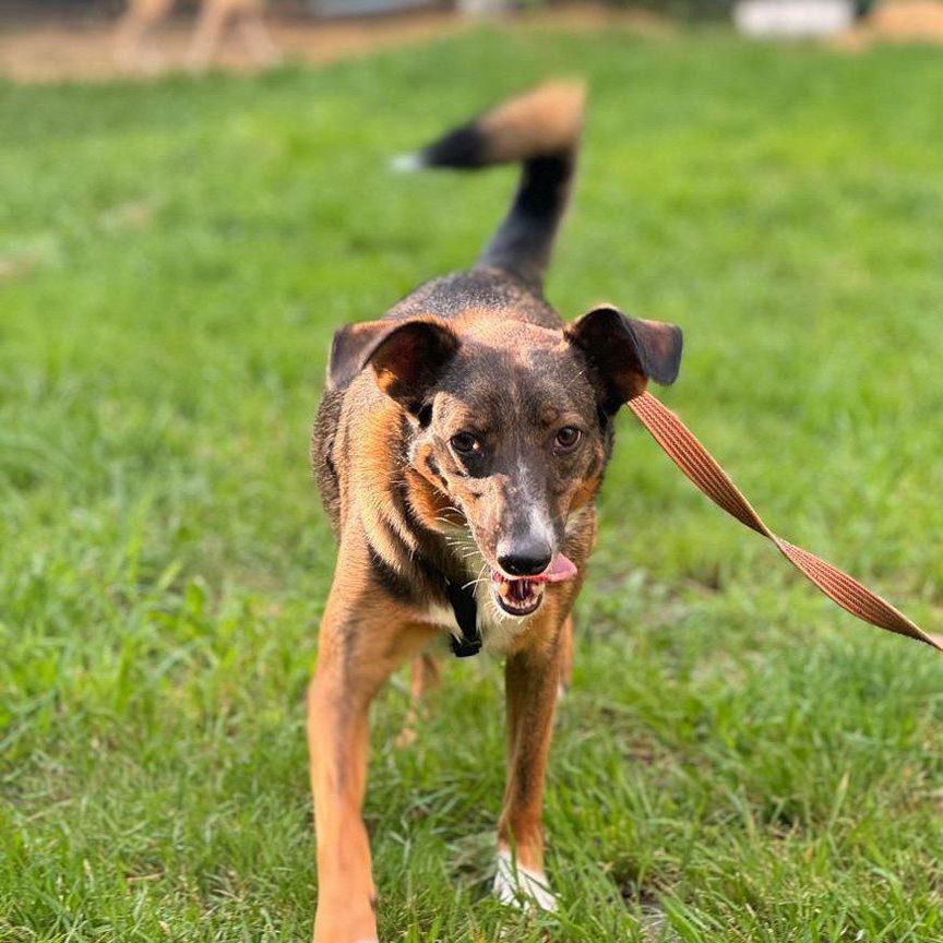 Миниатюрная необычная Поночка(всего 15кг)ждёт семь