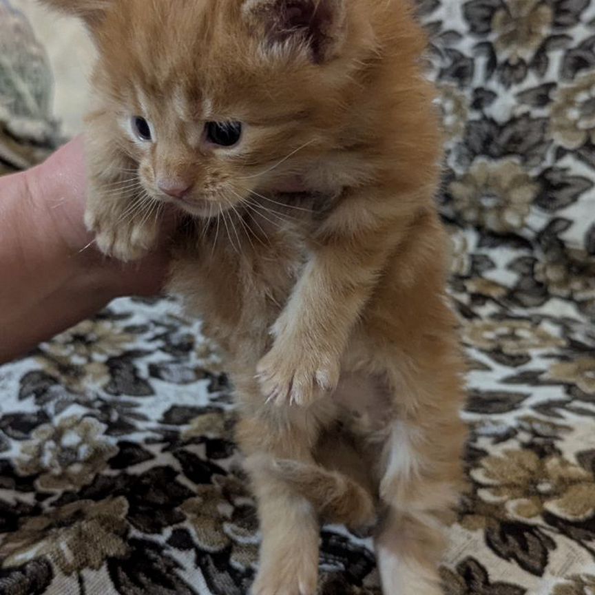 Мейн-кун котёнок