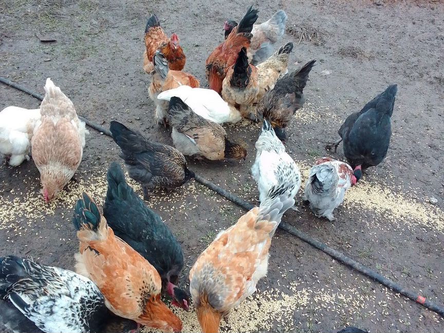 Петухи мохноногие