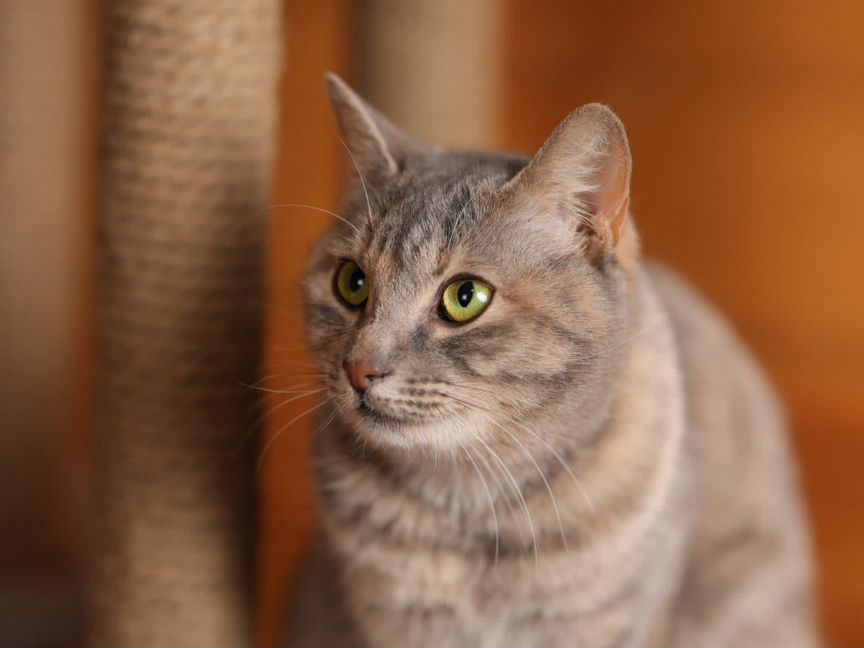 Кошечка в добрые руки