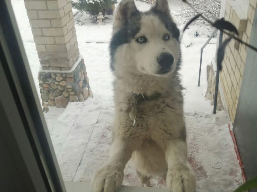 Голубоглазый умный Граф в добрые ручки