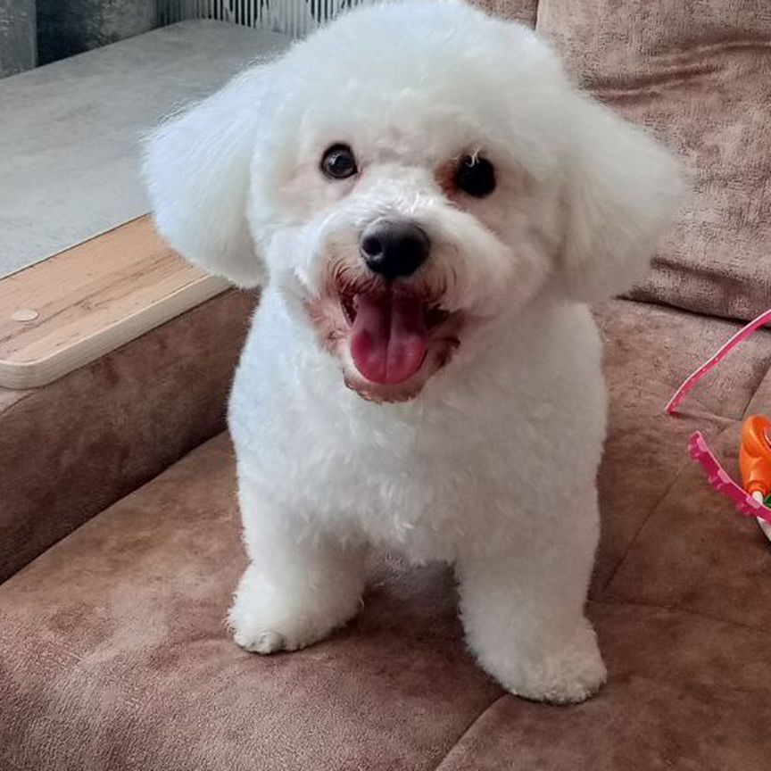 Бишон фризе, взрослый пёс