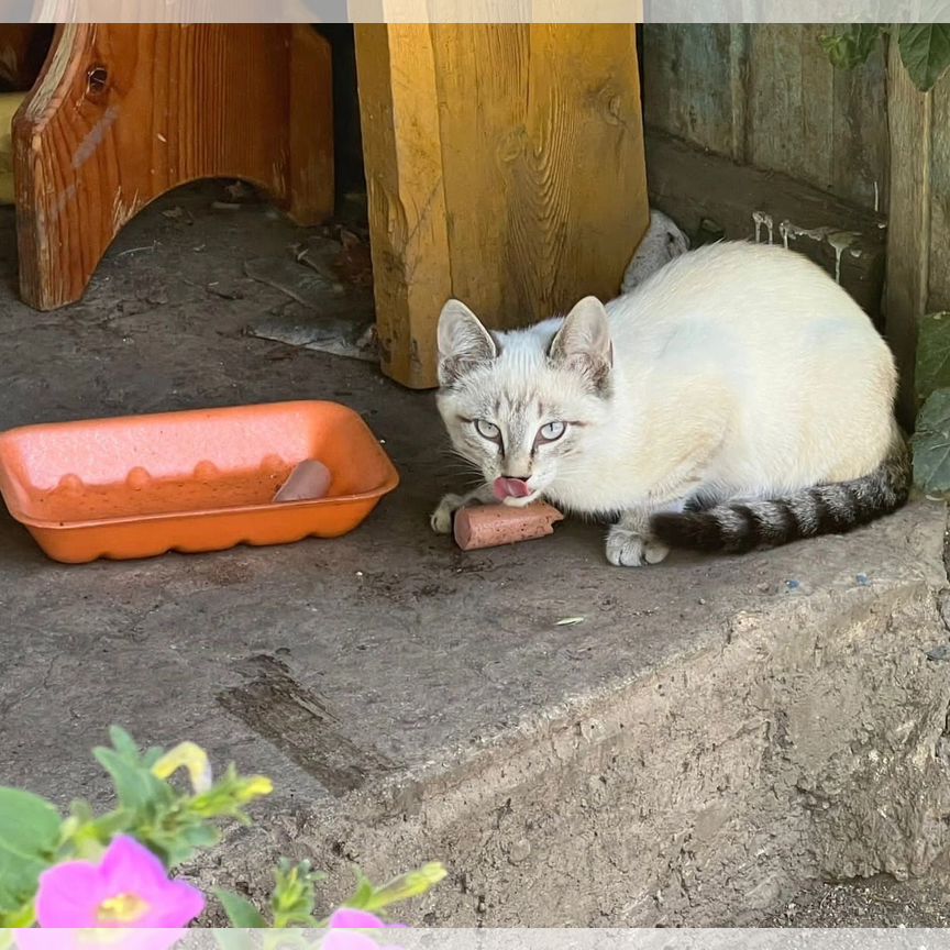 Котчта