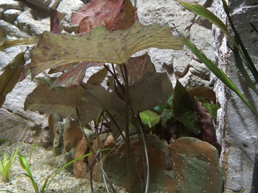 Nymphaealotus «Red»